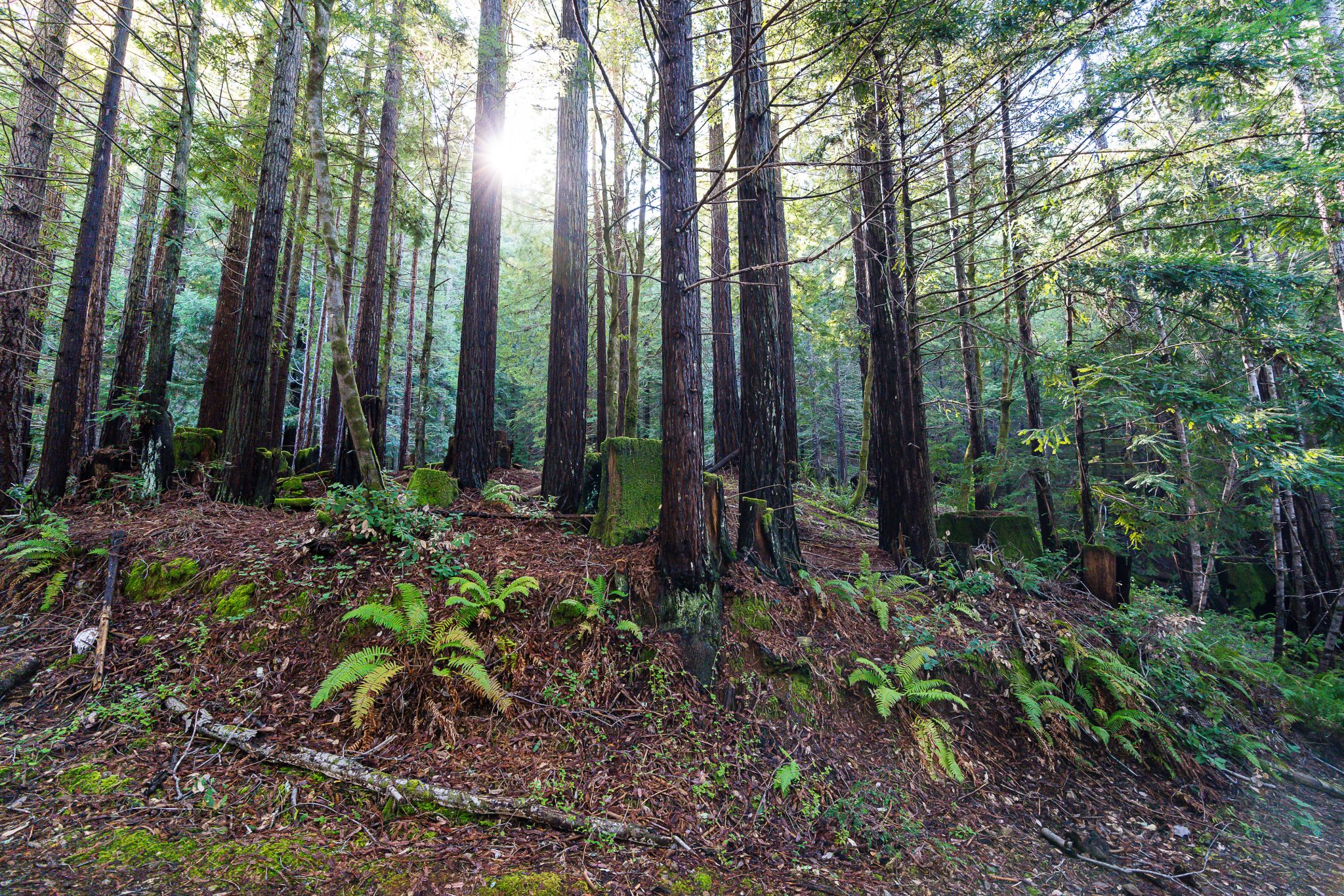 Home - Monte Rio Redwoods Regional Park & Open Space Preserve