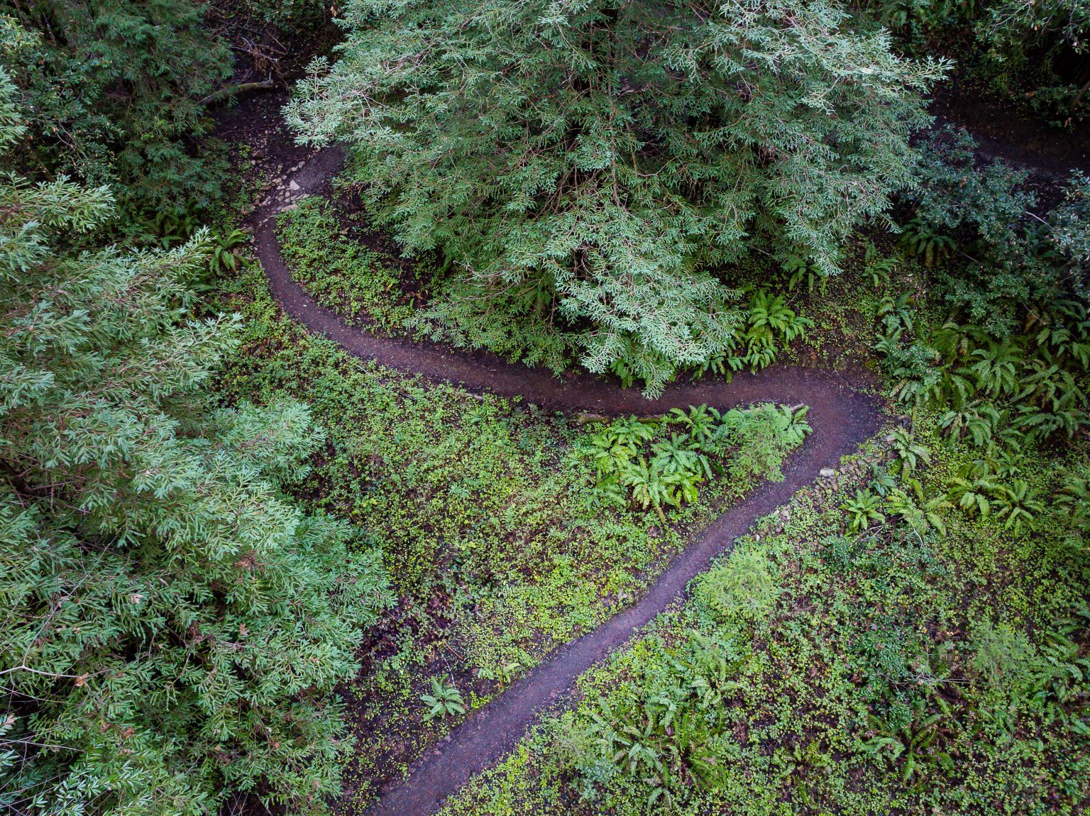 Home - Monte Rio Redwoods Regional Park & Open Space Preserve