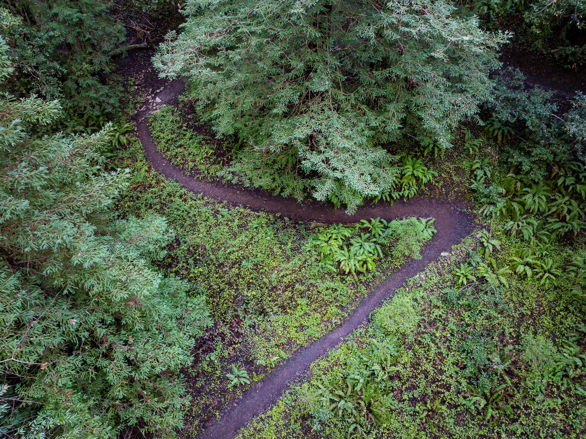 Home - Monte Rio Redwoods Regional Park & Open Space Preserve