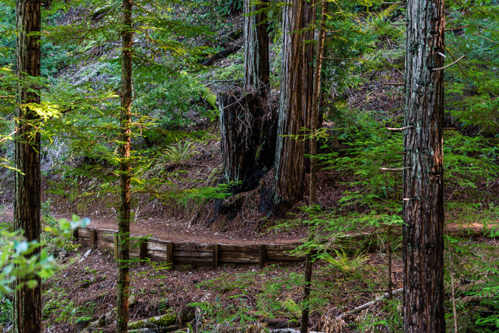 Events - Monte Rio Redwoods Regional Park & Open Space Preserve
